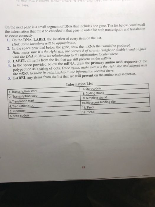 Solved DNA segment for labeling: 11阅11 ATC Start Codon Draw& | Chegg.com