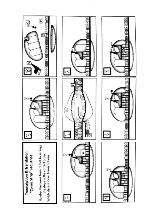 Solved Transcription & Translation "Comic Strip" Sequence: | Chegg.com