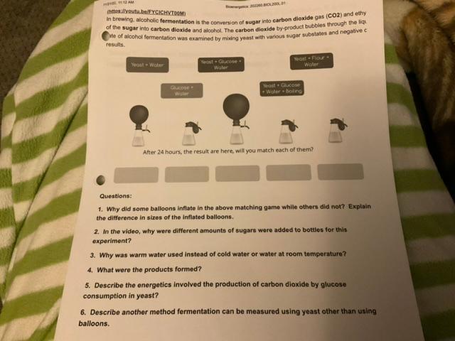 Solved Activity Vi: Fermentation Fermentation is another | Chegg.com