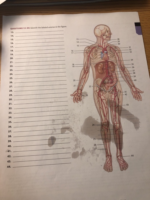 Solved QUESTIONS 13-44: Identify the labeled arteries in the | Chegg.com Solved QUESTIONS 13-44: Identify the labeled arteries in the | Chegg.com