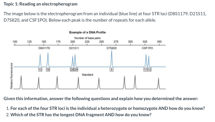 Solved Topic 1: Reading an electropherogram The image below | Chegg.com