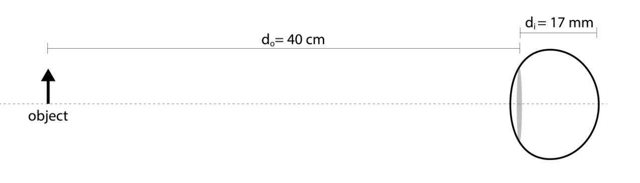 Solved In the average human eye the fixed distance between | Chegg.com