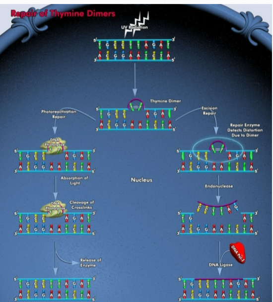 Solved Describe the mechanism of direct repair | Chegg.com