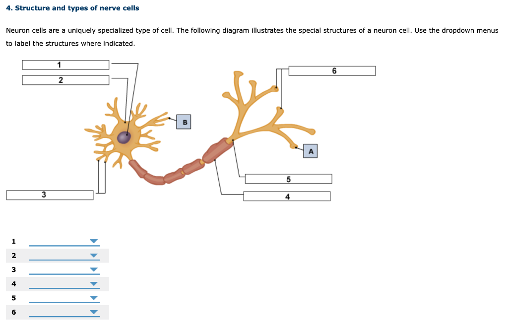 Solved 4. Structure and types of nerve cells Neuron cells | Chegg.com