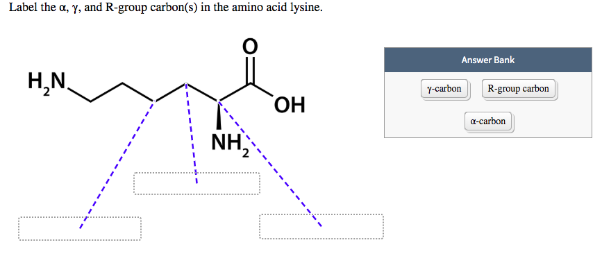 Solved Label the a, y, and R-group carbon(s) in the amino | Chegg.com