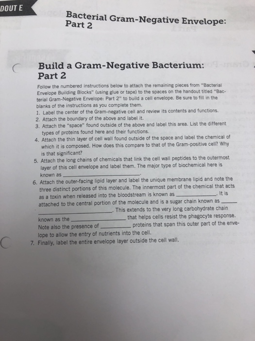 DOUT E Bacterial Gram-Negative Envelope Part 2 Build | Chegg.com