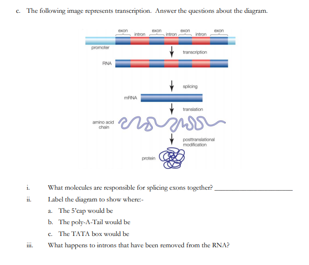 Solved c. The following image represents transcription. | Chegg.com