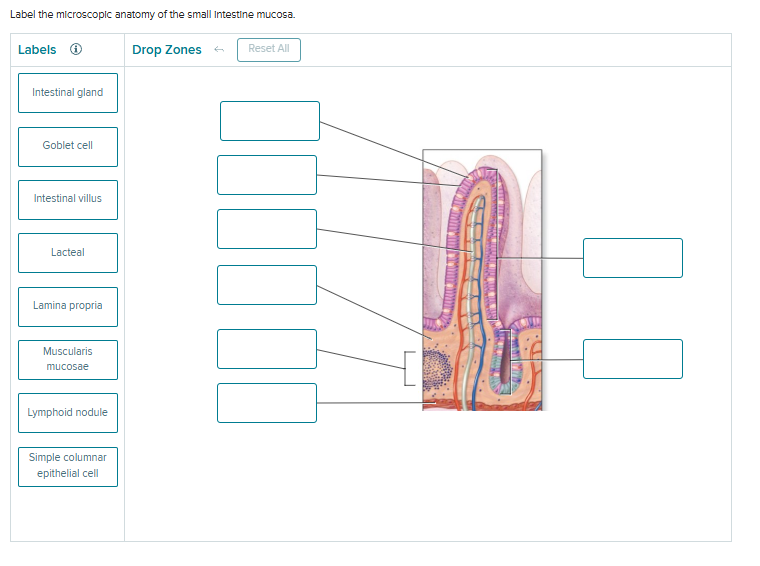 Solved Label the microscopic anatomy of the small intestine | Chegg.com