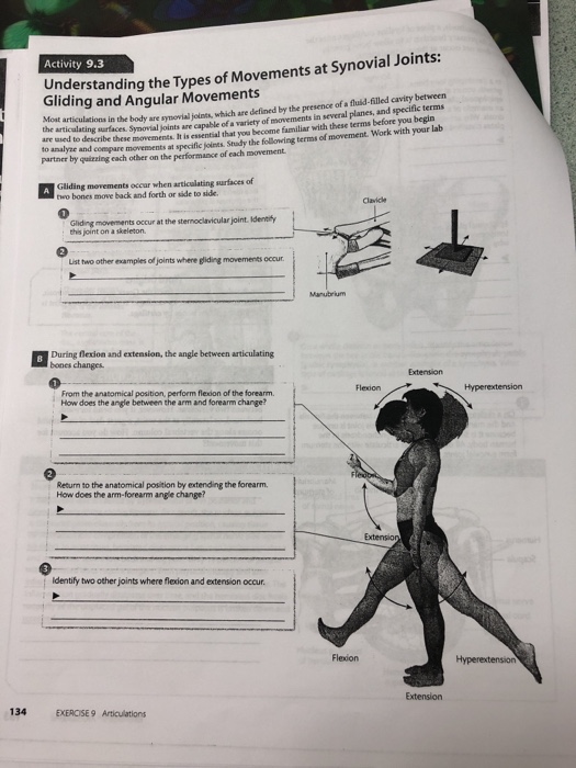 Solved Understanding the Types of Movements at Synovial | Chegg.com
