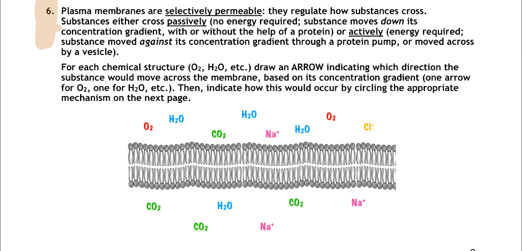 Solved 6. Plasma membranes are selectively permeable: they | Chegg.com