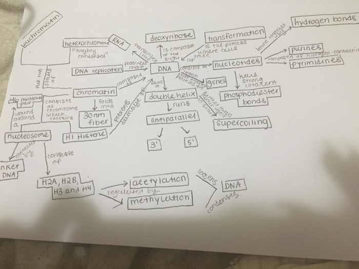 Solved Help me create a concept map with these words, this | Chegg.com