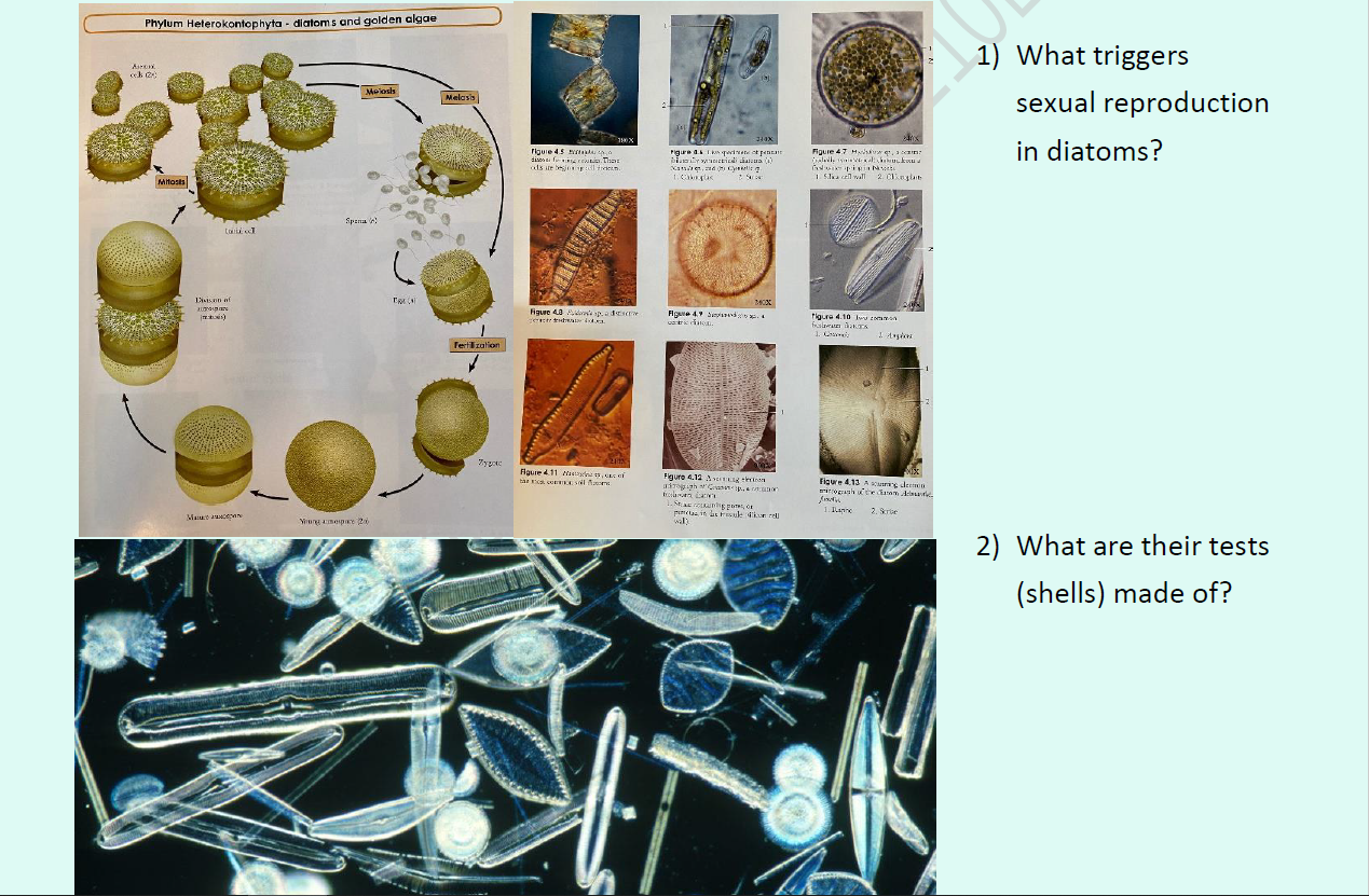 Solved Melosis Rose 47 2. Phylum Heterokontophyta | Chegg.com