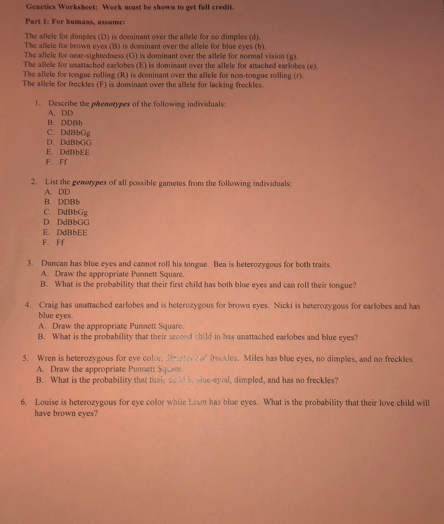 Solved Genetics Worksheet: Work must be shown to get full | Chegg.com