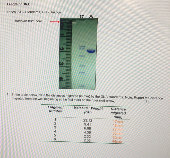Solved Length of DNA Lanes: ST- Standards, UN- Unknown ST UN | Chegg.com