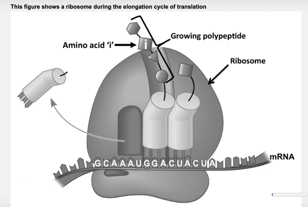 Solved Thie fintura ehnwe a rihnenma dırinn tha alnnnatinn | Chegg.com