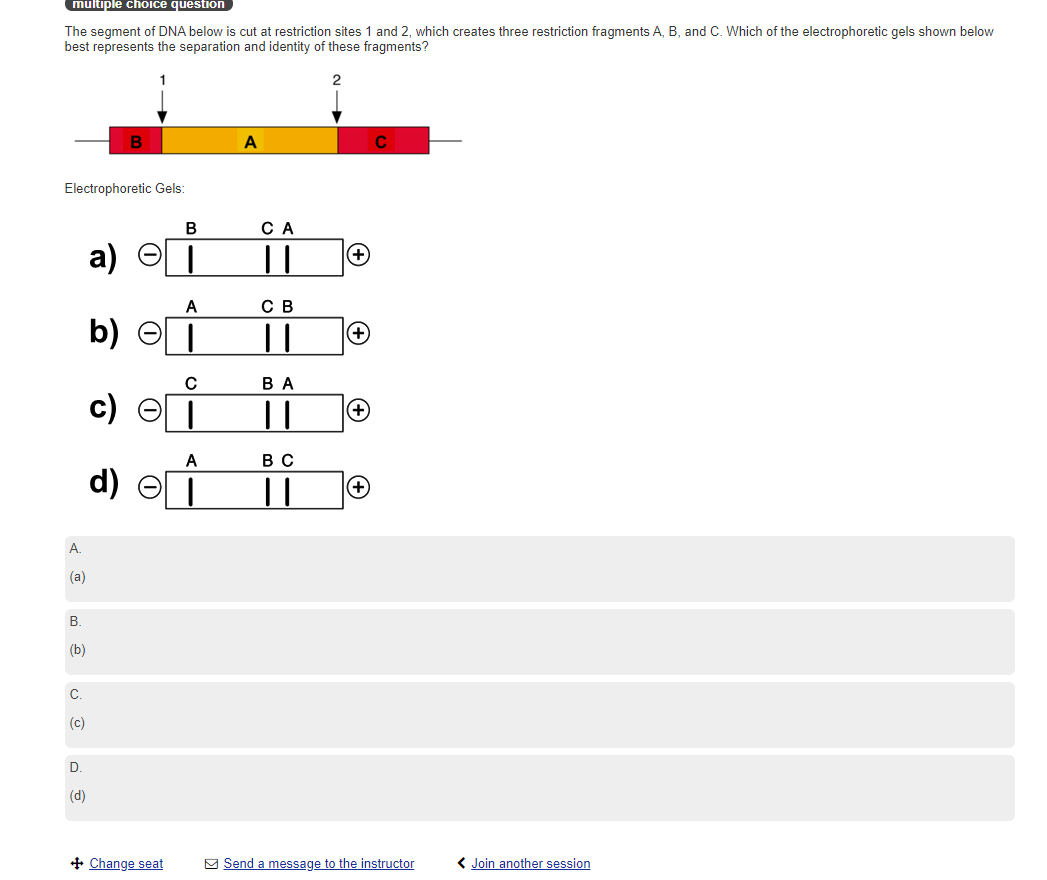 Solved multiple choice question The segment of DNA below is | Chegg.com