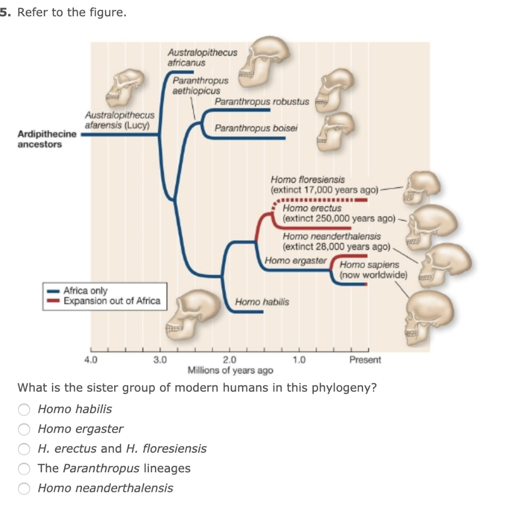 Solved What is the sister group of modern humans in this | Chegg.com