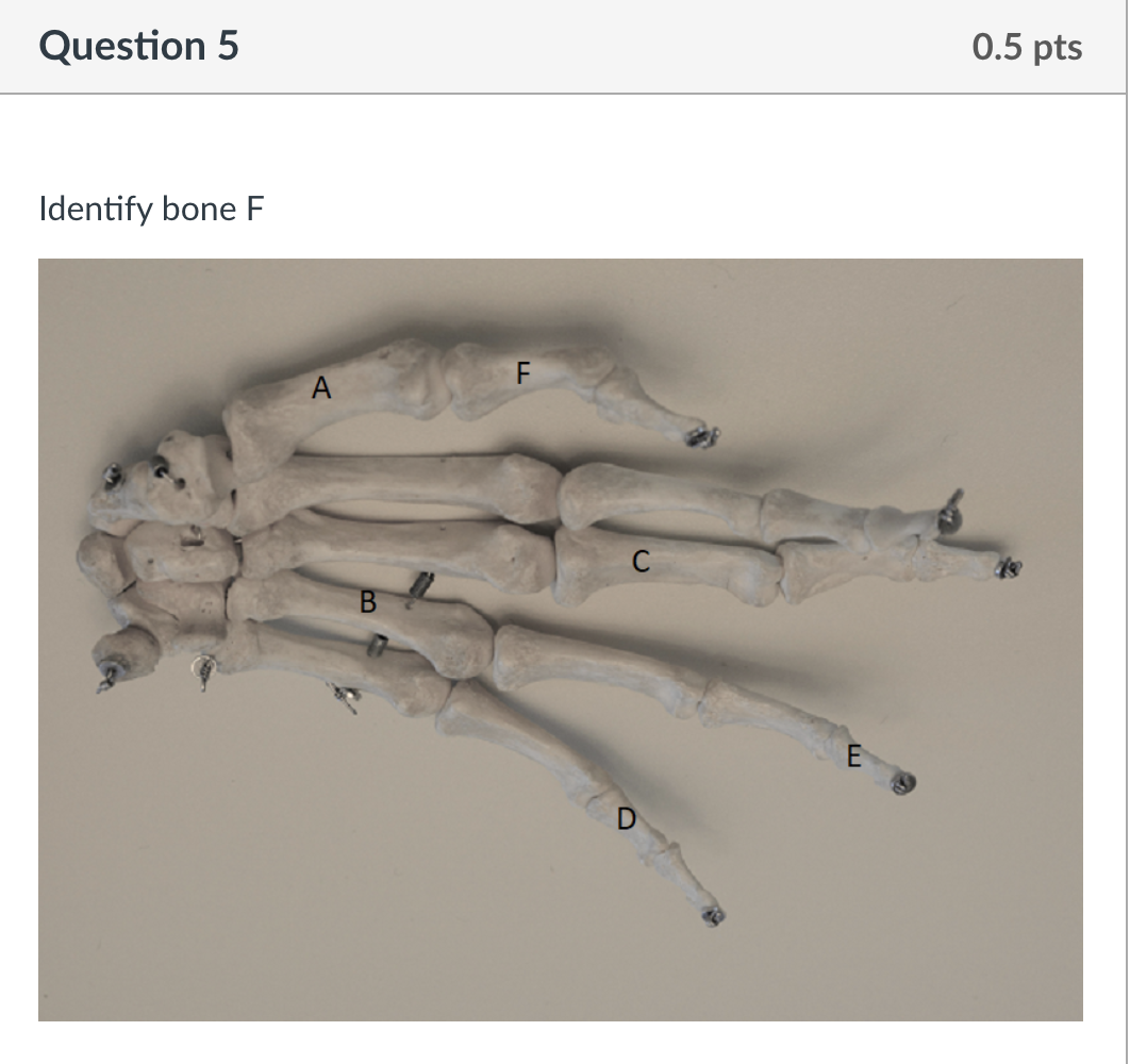 Solved Identify bone AIdentify bone FIdentify feature D | Chegg.com