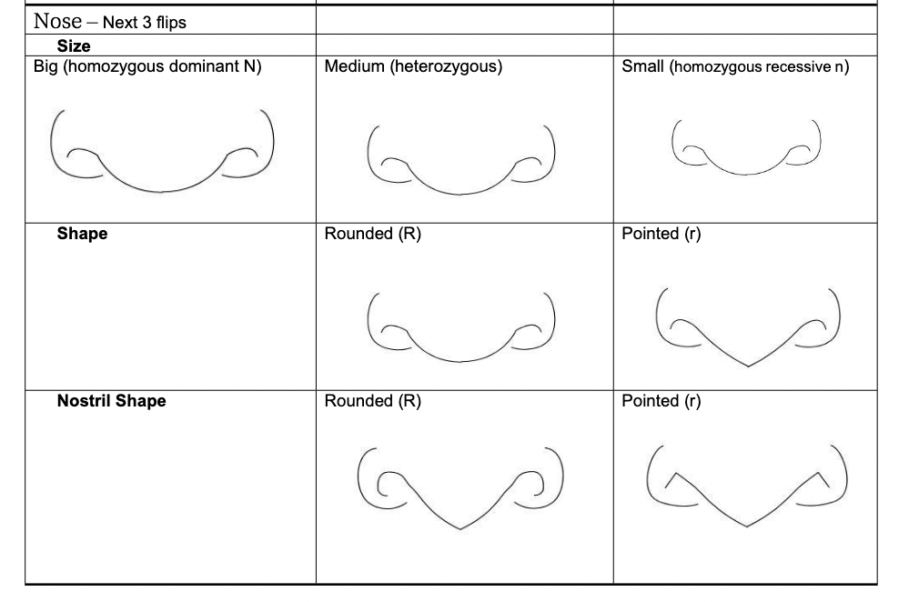 Solved Lab Genetics Let's Make a Baby! Congratulations on | Chegg.com