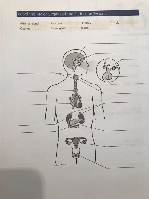 Endocrine System Drawing