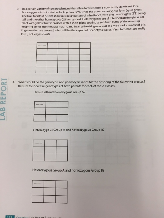 Solved EXERCISE 11: LAB REPORT Genetics Name Date: 1. In | Chegg.com