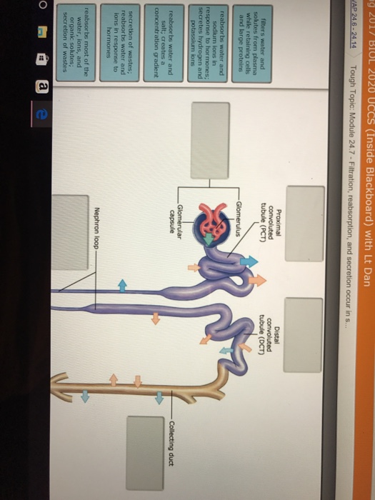 Solved label each portion of the nephron and collection | Chegg.com