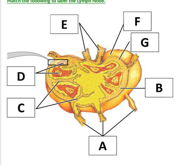 Solved Match the following to label Lymph Node. E F G D B C | Chegg.com