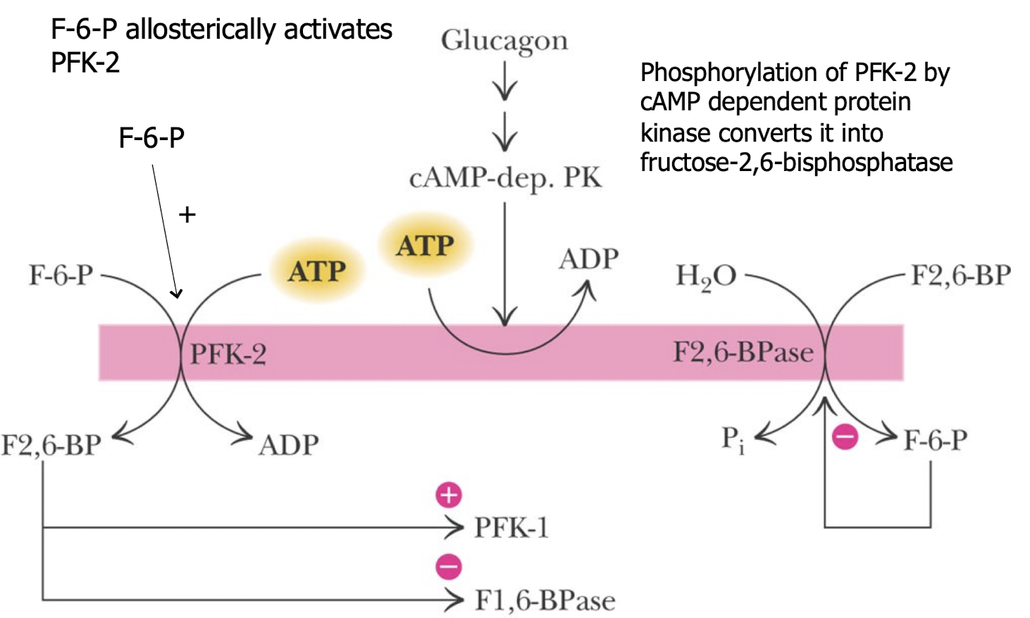 Solved Can anyone explain how bifunctional enzyme PFK2 and | Chegg.com