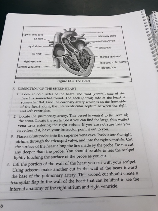 Solved the three thin white flaps of the tricuspid valve. | Chegg.com