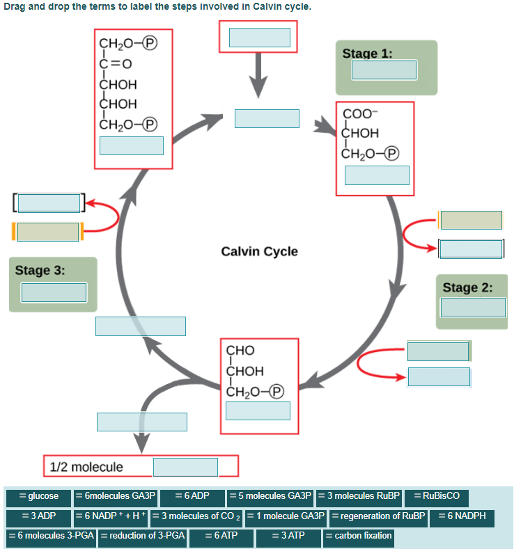 Calvin Cycle Steps