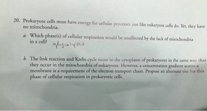 Solved 20. Prokaryote cells must have energy for cellular | Chegg.com