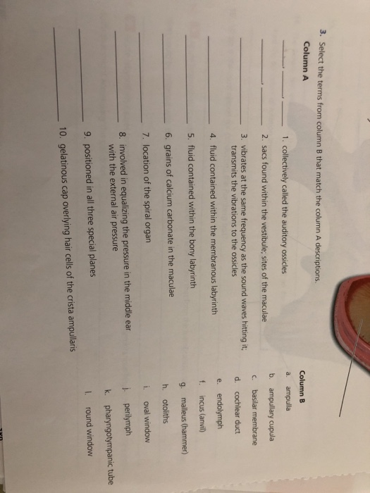 Solved 3. Select the terms from column B that match the | Chegg.com