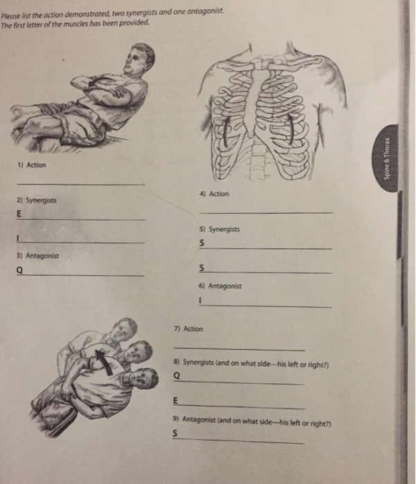 Solved Please list the action demonstrated, two synergists | Chegg.com