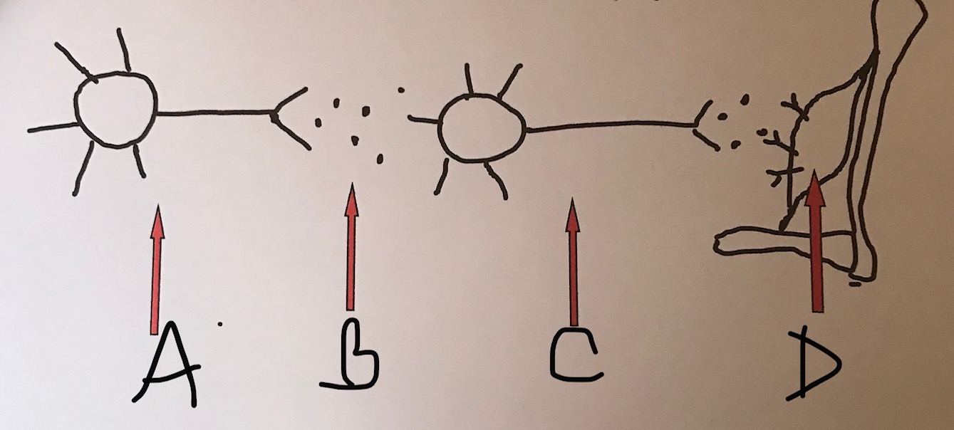 Solved Match the structures with their nameAvailable | Chegg.com