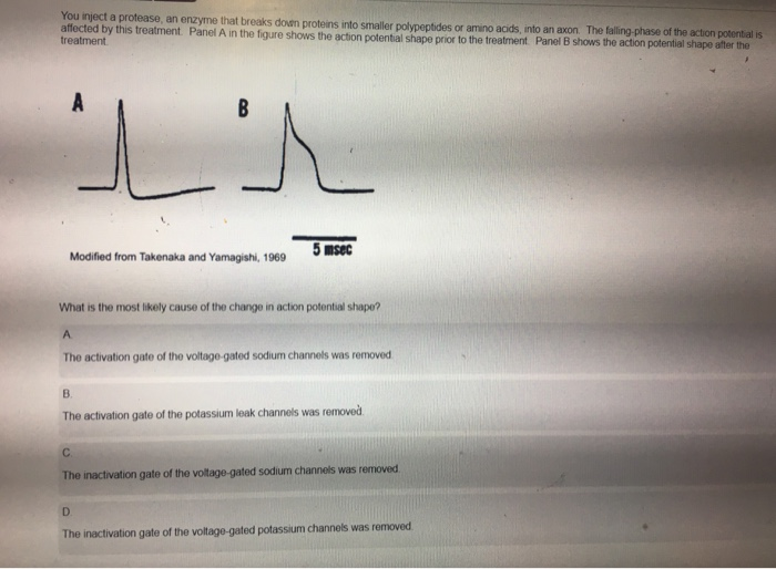 Solved During the rising phase of an action potential, | Chegg.com