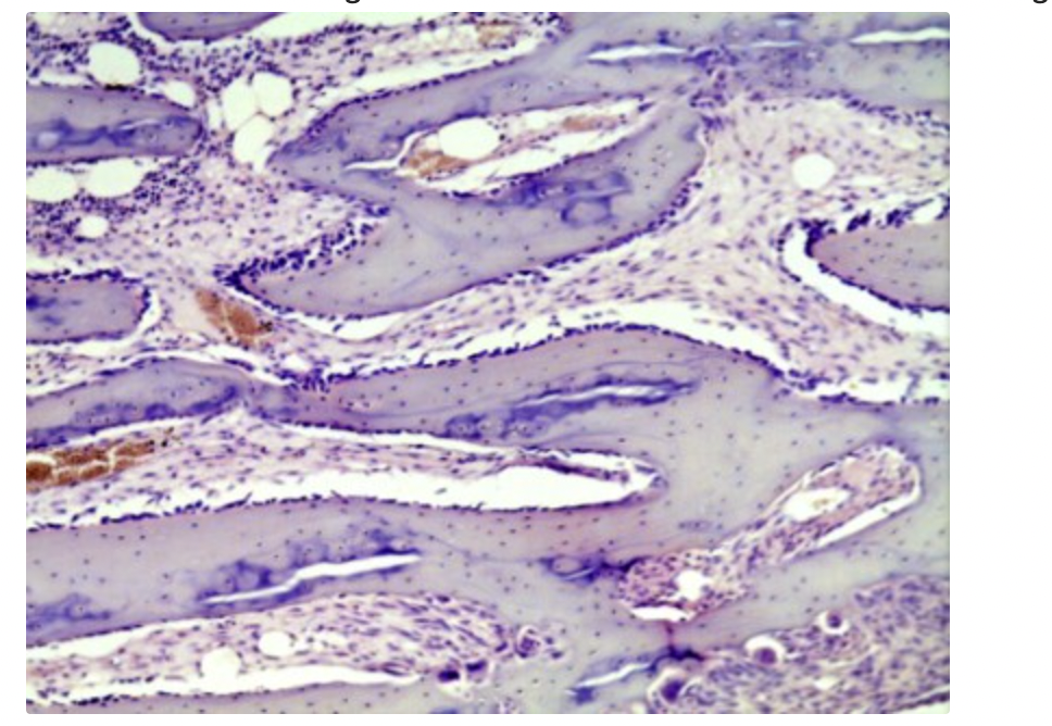 Solved Can someone please help with these tissue | Chegg.com