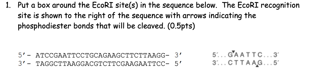 Solved 1. Put a box around the EcoRI site(s) in the sequence | Chegg.com