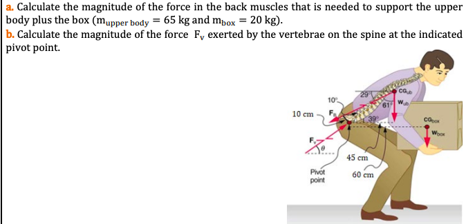 Solved a. Calculate the magnitude of the force in the back | Chegg.com
