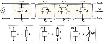 Solved This shows a cable-equation model (in a nerve cell). | Chegg.com