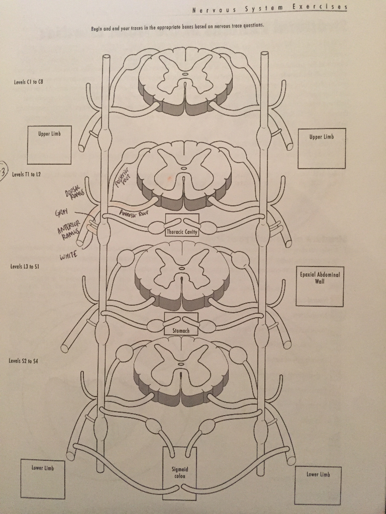 Solved Please draw the neural pathway from input from a | Chegg.com