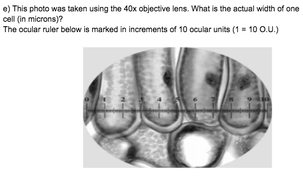 Solved e) This photo was taken using the 40x objective lens. | Chegg.com