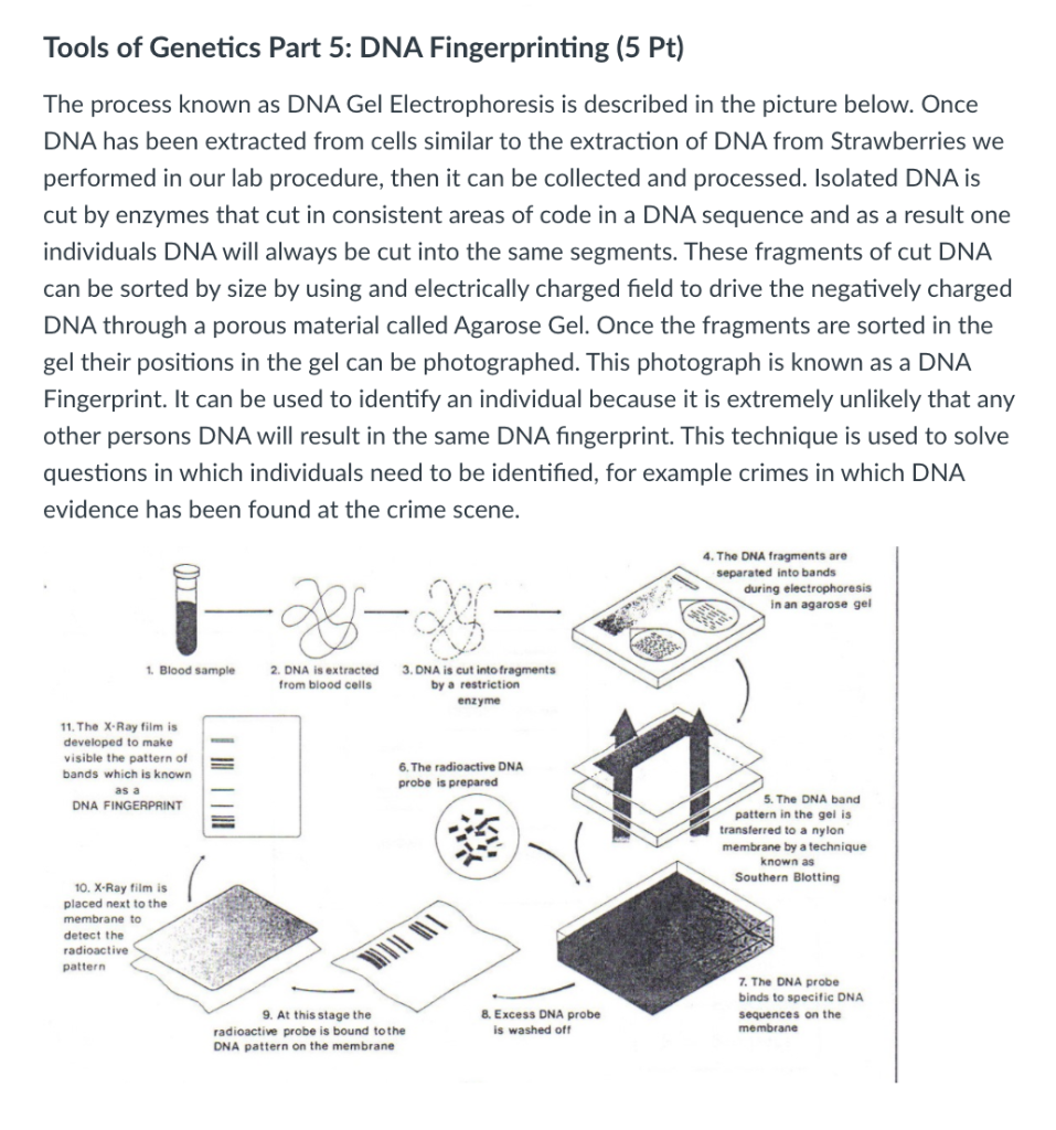 Tools of Genetics Part 5: DNA Fingerprinting (5 Pt) | Chegg.com