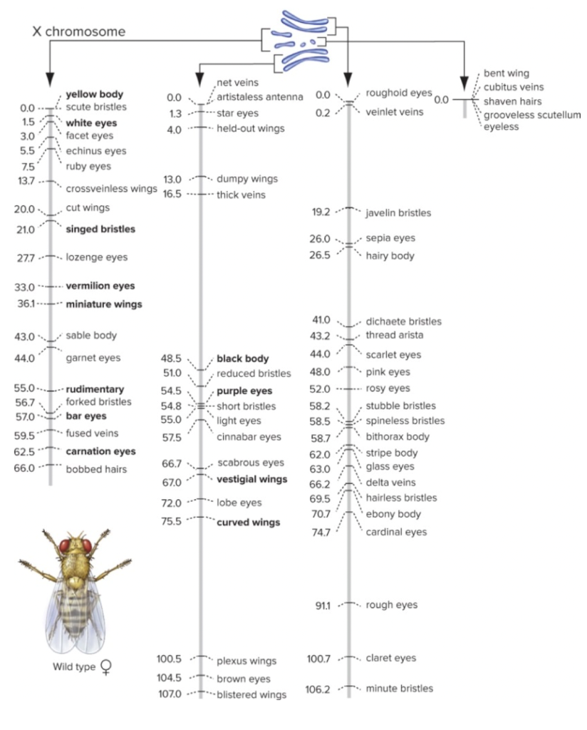 Solved While working with Drosophila, you discover a mutant | Chegg.com