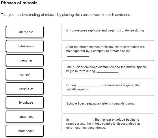 Solved Phases of mitosis Test your understanding of mitosis | Chegg.com