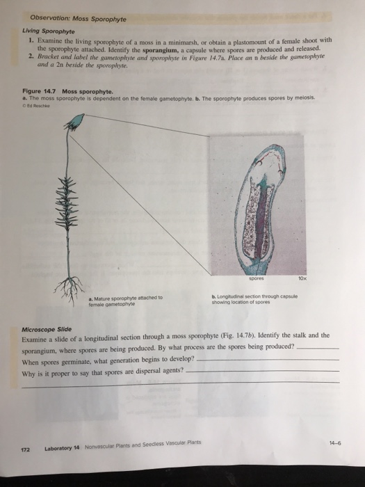Solved Observation: Moss Sporophyte Living Sporophyte 1. | Chegg.com