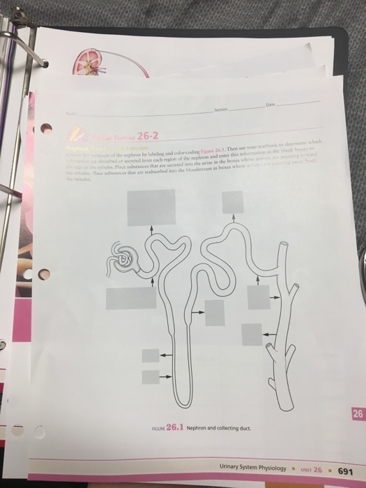Solved 26-2 t the nephron by labeling and color-coding | Chegg.com