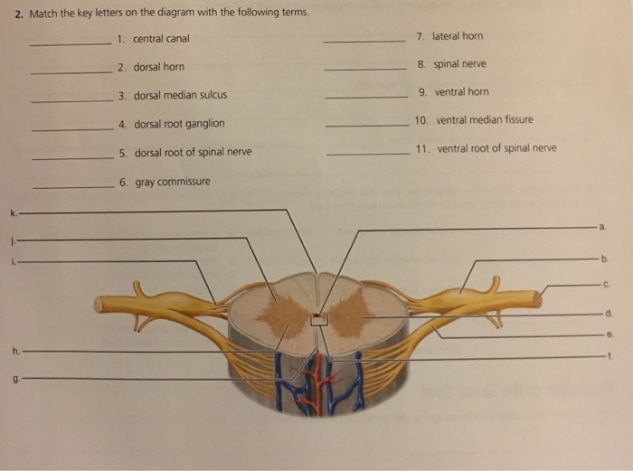 Solved 2. Match the key letters on the diagram with the | Chegg.com