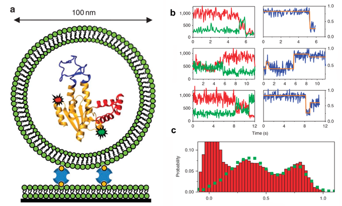 Solved In the figure above an enzyme, Adenylate kinase (AK) | Chegg.com