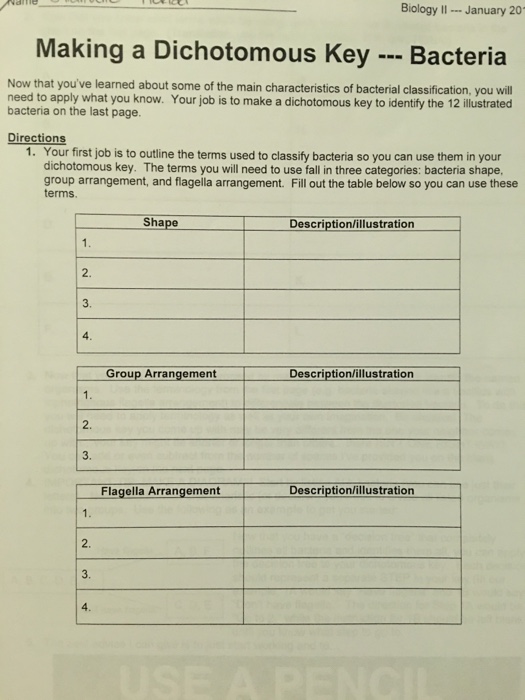 Bacteria Dichotomous Key Worksheet - Printable Sheet Education