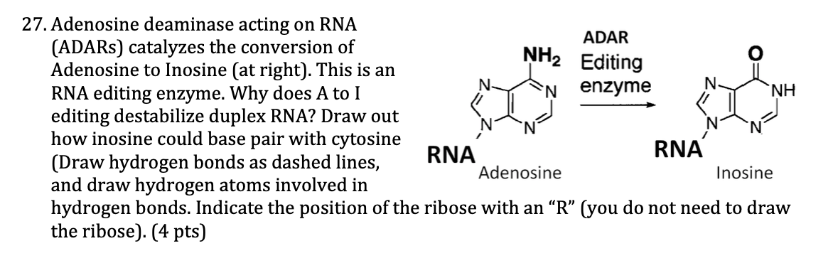 Solved Adenosine deaminase acting on RNA (ADARs) catalyzes | Chegg.com